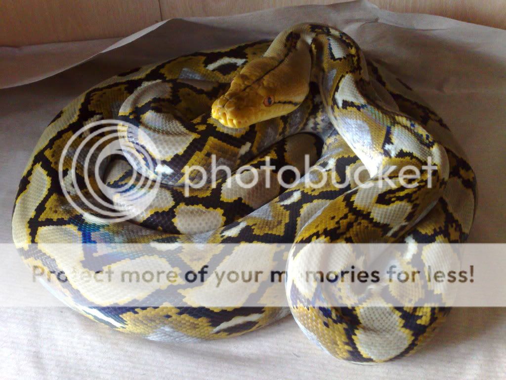 Slangenforum - Toon onderwerp - Aziatische Pythons.