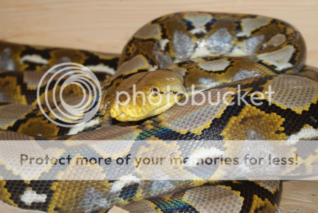My amazingly gorgeous yellowhead retic | Reptile Forums
