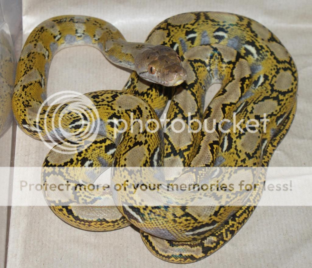 My new crazy Platinum retic | Reptile Forums