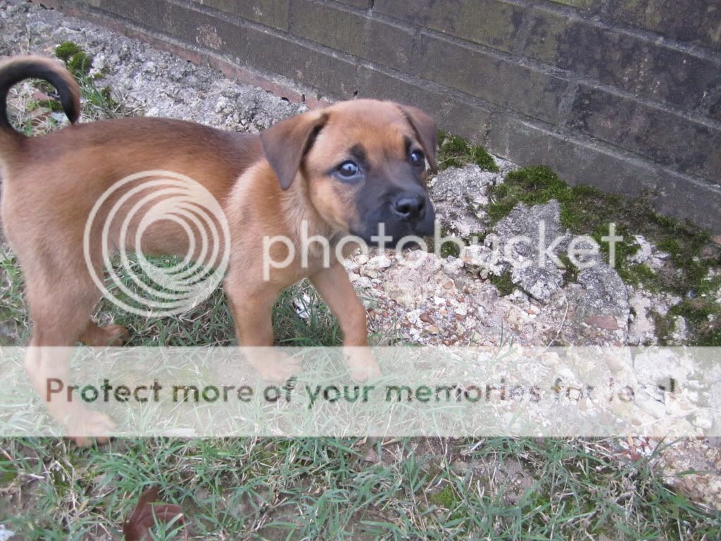 Blue Heeler Boxer Mix
